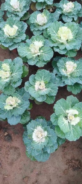 甘蓝为什么叫甘蓝_甘蓝名字的由来-第1张图片-山城妙识 甘蓝为什么叫甘蓝_甘蓝名字的由来-第1张图片-山城妙识