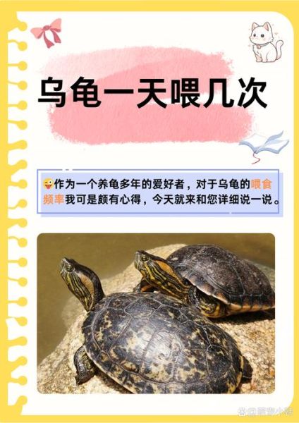 乌龟吃什么食物_乌龟饮食禁忌有哪些-第1张图片-山城妙识