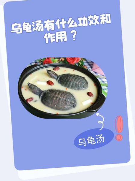 乌龟吃什么食物_乌龟饮食禁忌有哪些-第2张图片-山城妙识