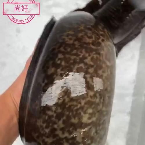 鲈鳗是什么鱼_鲈鳗和鳗鱼区别-第1张图片-山城妙识 鲈鳗是什么鱼_鲈鳗和鳗鱼区别-第1张图片-山城妙识