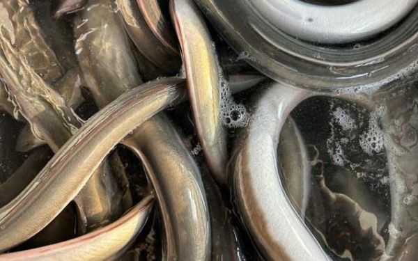 鲈鳗是什么鱼_鲈鳗和鳗鱼区别-第2张图片-山城妙识 鲈鳗是什么鱼_鲈鳗和鳗鱼区别-第2张图片-山城妙识