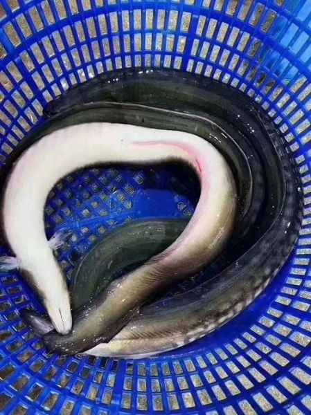 鲈鳗是什么鱼_鲈鳗和鳗鱼区别-第3张图片-山城妙识 鲈鳗是什么鱼_鲈鳗和鳗鱼区别-第3张图片-山城妙识