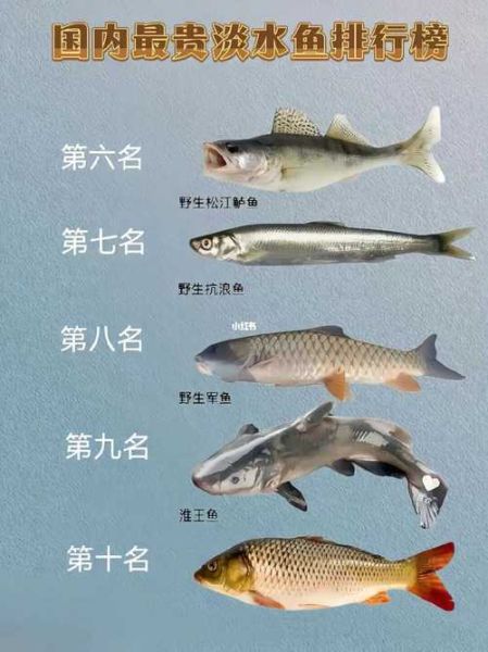 最贵鱼排名_全球十大天价鱼种-第2张图片-山城妙识 最贵鱼排名_全球十大天价鱼种-第2张图片-山城妙识