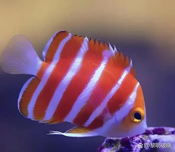 最贵鱼排名_全球十大天价鱼种-第3张图片-山城妙识 最贵鱼排名_全球十大天价鱼种-第3张图片-山城妙识