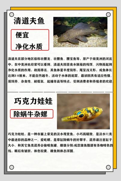 清理鱼缸粪便鱼前十名_哪种鱼最勤快-第1张图片-山城妙识
