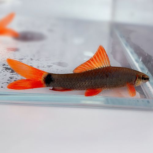 清理鱼缸粪便鱼前十名_哪种鱼最勤快-第2张图片-山城妙识