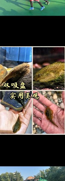 清理鱼缸粪便鱼前十名_哪种鱼最勤快-第3张图片-山城妙识