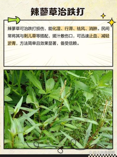 辣蓼草的功效与作用_辣蓼草可以治哪些病-第1张图片-山城妙识