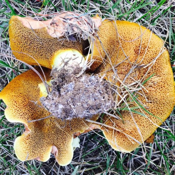 新鲜松蘑怎么处理_松蘑清洗去泥沙技巧-第2张图片-山城妙识 新鲜松蘑怎么处理_松蘑清洗去泥沙技巧-第2张图片-山城妙识