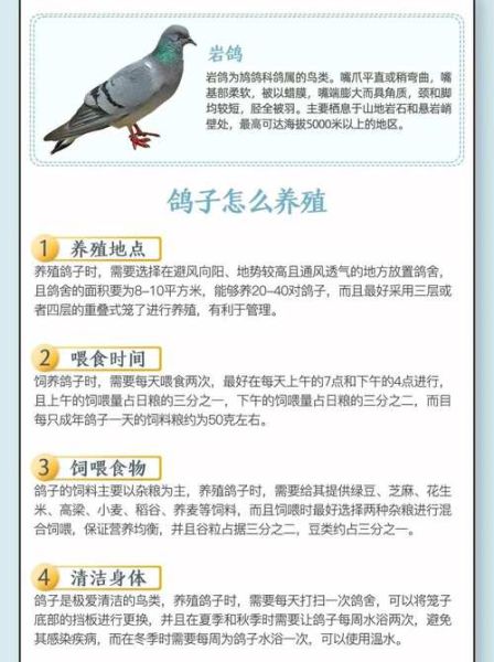 鸽子养多久才不怕飞走_鸽子认家需要多久-第3张图片-山城妙识