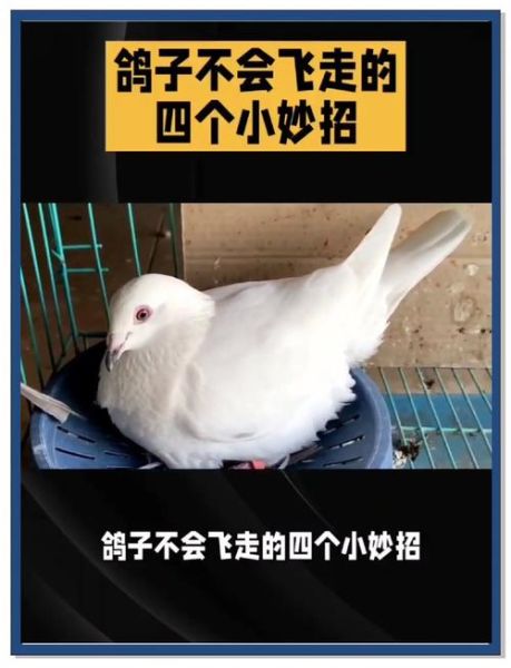 鸽子养多久才不怕飞走_鸽子认家需要多久-第1张图片-山城妙识