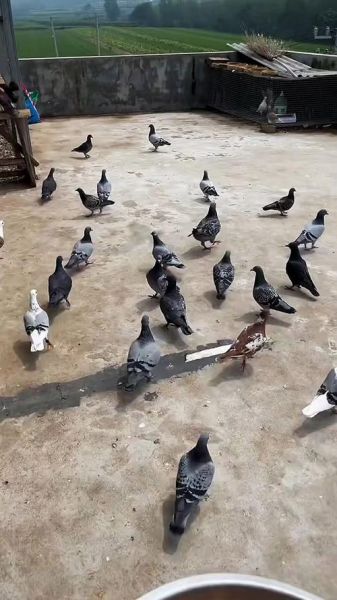 鸽子养多久才不怕飞走_鸽子认家需要多久-第2张图片-山城妙识