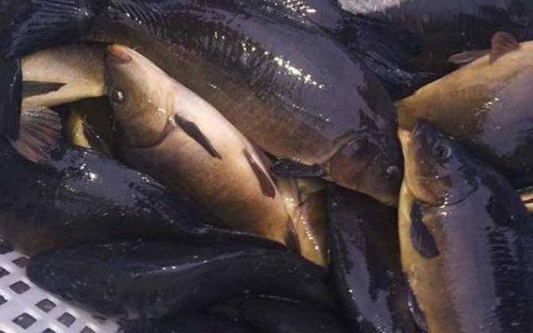 三道鳞图片_三道鳞和鲤鱼区别-第2张图片-山城妙识 三道鳞图片_三道鳞和鲤鱼区别-第2张图片-山城妙识