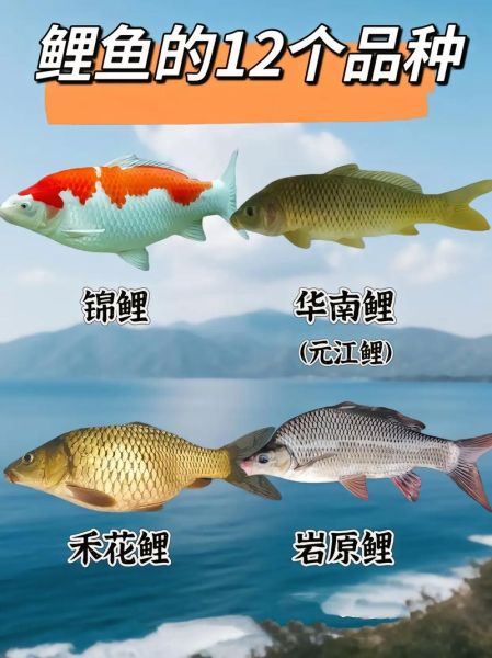 三道鳞图片_三道鳞和鲤鱼区别-第3张图片-山城妙识 三道鳞图片_三道鳞和鲤鱼区别-第3张图片-山城妙识