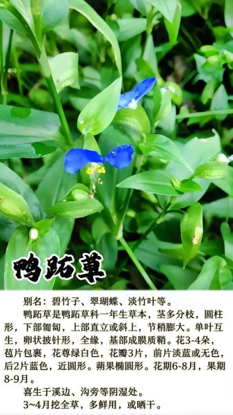 鸭跖草别名有哪些_鸭跖草别名叫什么-第2张图片-山城妙识