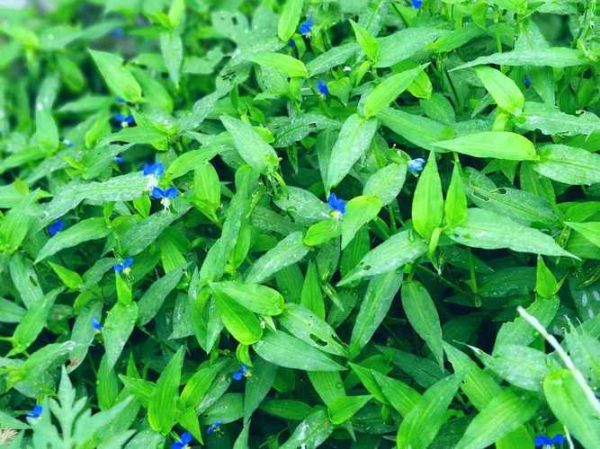 鸭跖草别名有哪些_鸭跖草别名叫什么-第3张图片-山城妙识