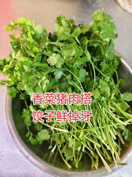 香菜素馅饺子馅怎么调好吃_香菜素馅饺子馅的做法窍门-第2张图片-山城妙识 香菜素馅饺子馅怎么调好吃_香菜素馅饺子馅的做法窍门-第2张图片-山城妙识