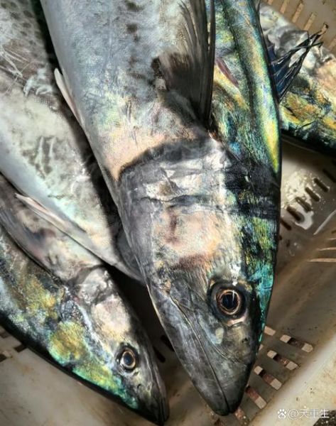 鲅鱼是什么鱼_鲅鱼长什么样-第2张图片-山城妙识