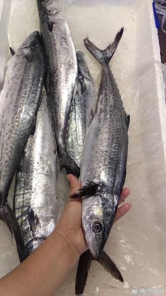 鲅鱼是什么鱼_鲅鱼长什么样-第1张图片-山城妙识