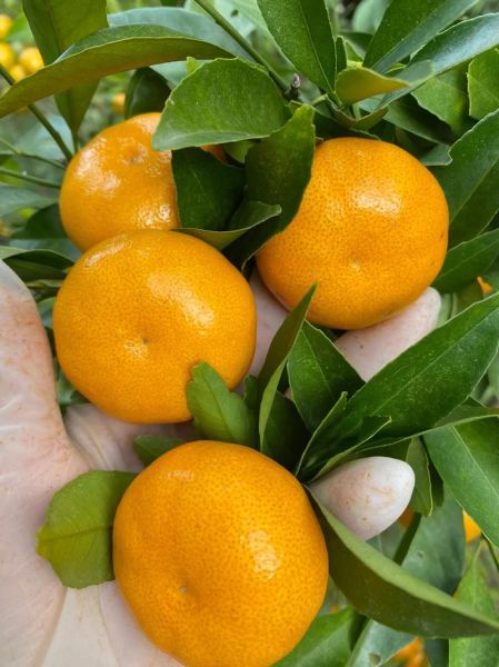 桔子摄影怎么样_桔子摄影真实口碑-第1张图片-山城妙识