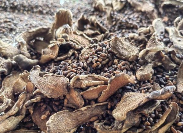 姜炒米的功效与作用_怎么吃最养胃-第2张图片-山城妙识 姜炒米的功效与作用_怎么吃最养胃-第2张图片-山城妙识