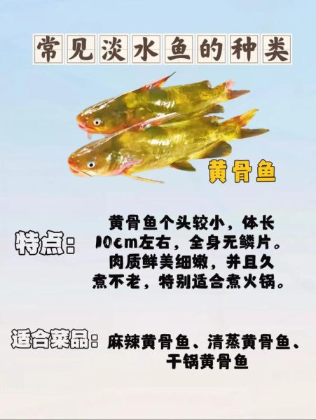 常见的淡水鱼有哪些_如何区分常见淡水鱼-第1张图片-山城妙识 常见的淡水鱼有哪些_如何区分常见淡水鱼-第1张图片-山城妙识