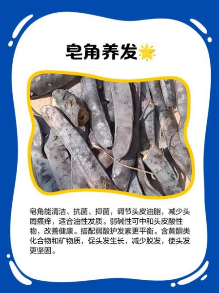 皂角洗头有什么好处_皂角洗头怎么洗-第3张图片-山城妙识