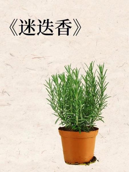 迷迭香周杰伦_歌词含义是什么-第1张图片-山城妙识 迷迭香周杰伦_歌词含义是什么-第1张图片-山城妙识