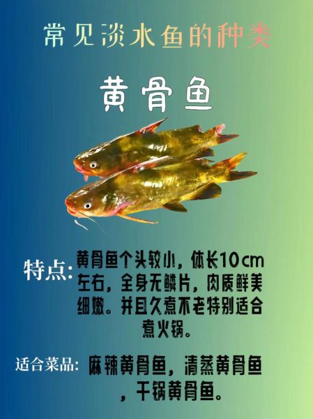 常见的淡水鱼有哪些_如何区分常见淡水鱼-第2张图片-山城妙识 常见的淡水鱼有哪些_如何区分常见淡水鱼-第2张图片-山城妙识
