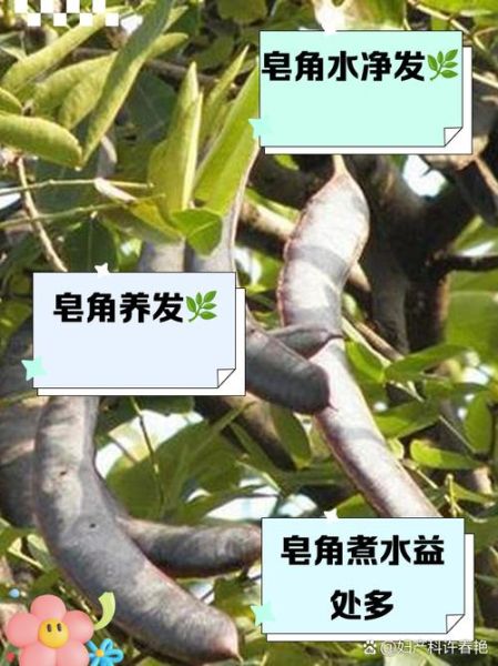 皂角洗头有什么好处_皂角洗头怎么洗-第2张图片-山城妙识