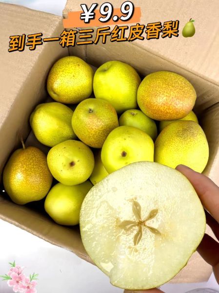 香梨图片大全_香梨怎么挑选才甜-第1张图片-山城妙识 香梨图片大全_香梨怎么挑选才甜-第1张图片-山城妙识