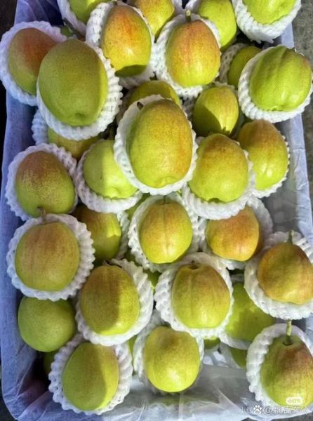 香梨图片大全_香梨怎么挑选才甜-第3张图片-山城妙识 香梨图片大全_香梨怎么挑选才甜-第3张图片-山城妙识