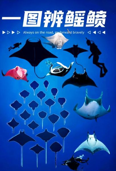 蝙蝠鱼和魔鬼鱼的区别_怎么区分蝠鲼与魟鱼-第1张图片-山城妙识