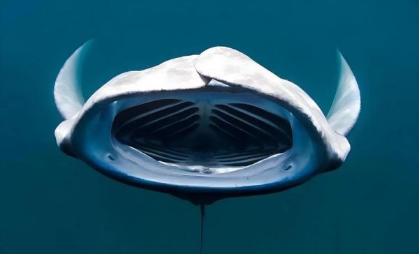 蝙蝠鱼和魔鬼鱼的区别_怎么区分蝠鲼与魟鱼-第3张图片-山城妙识