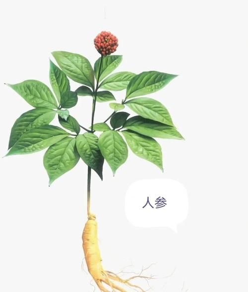 人参和西洋参的区别_哪个更适合日常养生-第2张图片-山城妙识