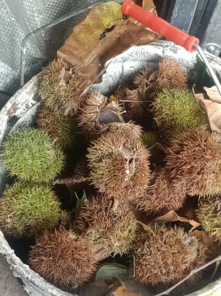 罗田板栗采摘园在哪_罗田板栗采摘园怎么去-第1张图片-山城妙识 罗田板栗采摘园在哪_罗田板栗采摘园怎么去-第1张图片-山城妙识