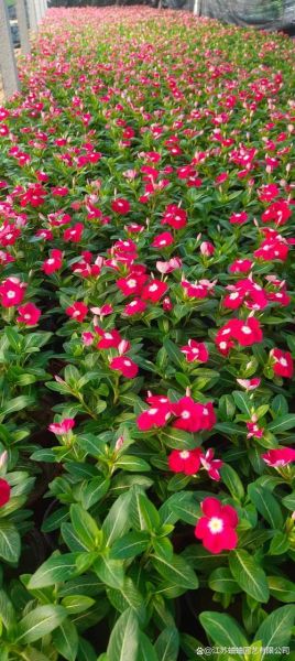 长春花是多年生还是一年生_长春花能活几年-第1张图片-山城妙识