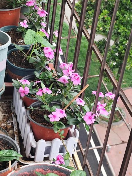 长春花是多年生还是一年生_长春花能活几年-第2张图片-山城妙识