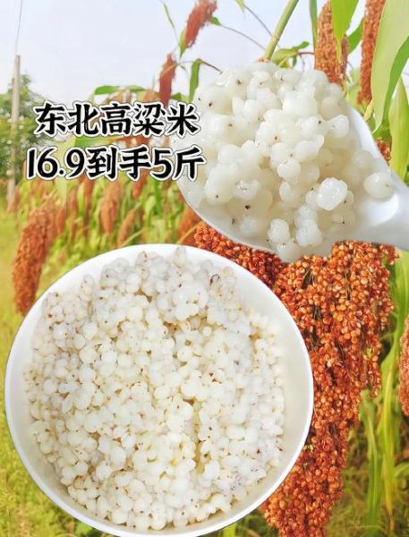 高粱米怎么吃_高粱米做法大全-第1张图片-山城妙识 高粱米怎么吃_高粱米做法大全-第1张图片-山城妙识