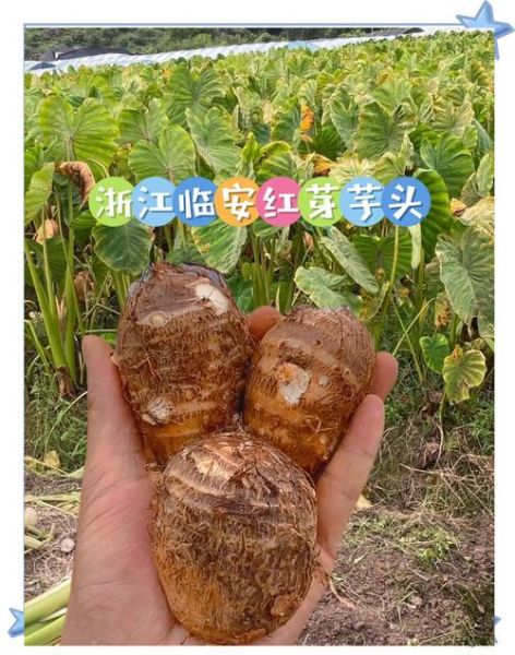 红芽芋头怎么做好吃_红芽芋头家常做法大全-第2张图片-山城妙识