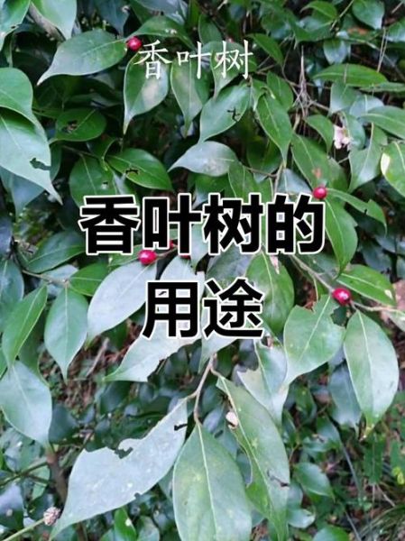 香叶树的功效与作用_香叶树能治疗哪些疾病-第1张图片-山城妙识 香叶树的功效与作用_香叶树能治疗哪些疾病-第1张图片-山城妙识