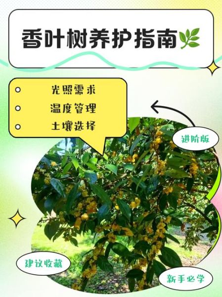 香叶树的功效与作用_香叶树能治疗哪些疾病-第2张图片-山城妙识 香叶树的功效与作用_香叶树能治疗哪些疾病-第2张图片-山城妙识