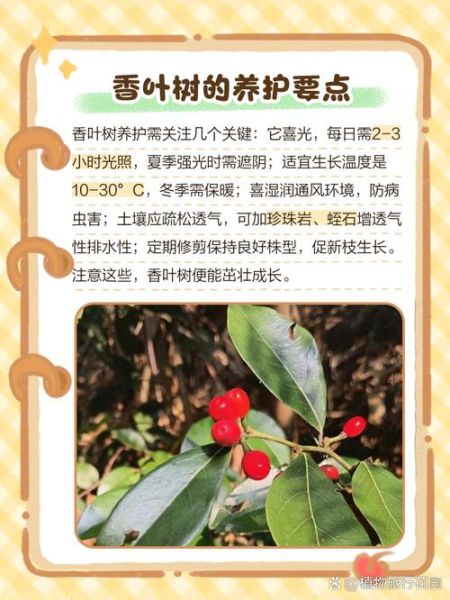 香叶树的功效与作用_香叶树能治疗哪些疾病-第3张图片-山城妙识 香叶树的功效与作用_香叶树能治疗哪些疾病-第3张图片-山城妙识