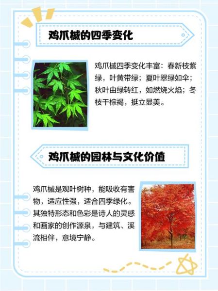 鸡爪槭怎么读_鸡爪槭读音拼音-第1张图片-山城妙识