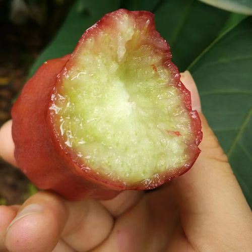 莲雾怎么挑选_莲雾图片大全-第2张图片-山城妙识 莲雾怎么挑选_莲雾图片大全-第2张图片-山城妙识