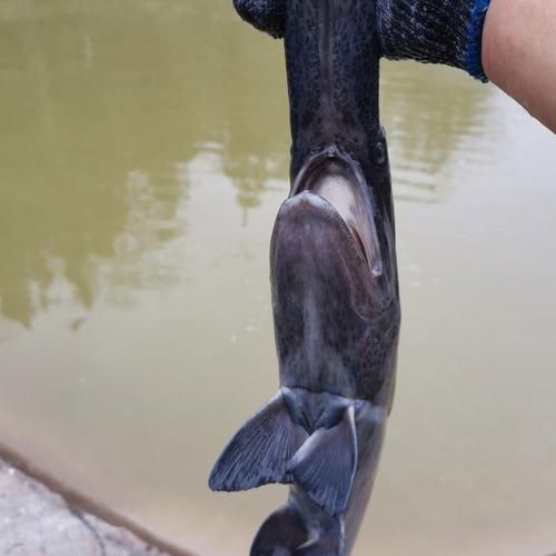 鲟鱼多少钱一斤2020_鲟鱼价格行情-第2张图片-山城妙识