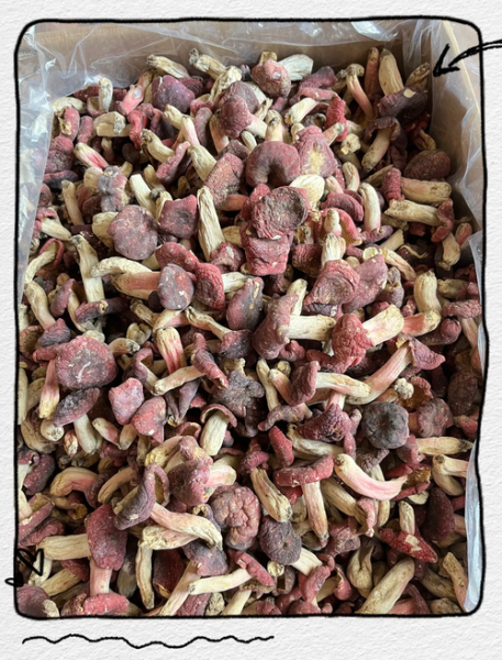 红蘑怎么做好吃_红蘑产地在哪里-第3张图片-山城妙识 红蘑怎么做好吃_红蘑产地在哪里-第3张图片-山城妙识