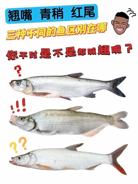 青梢鱼和翘嘴区别_如何一眼分辨-第1张图片-山城妙识