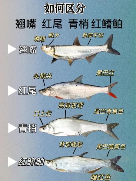 青梢鱼和翘嘴区别_如何一眼分辨-第3张图片-山城妙识