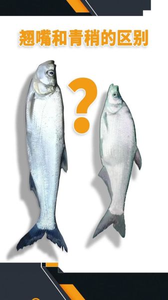 青梢鱼和翘嘴区别_如何一眼分辨-第2张图片-山城妙识